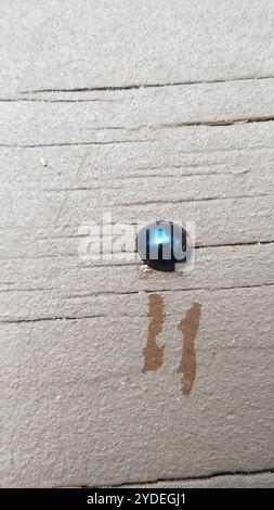 Metallic Blue Lady Beetle (Curinus coeruleus Stock Photo - Alamy