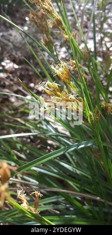 sandyfield beaksedge (Rhynchospora megalocarpa Stock Photo - Alamy