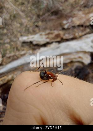 Western Thatching Ant (Formica obscuripes Stock Photo - Alamy