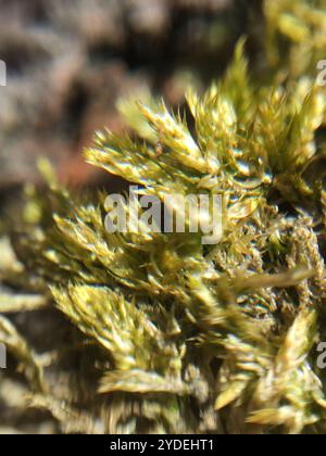 joint-toothed mosses (Bryopsida Stock Photo - Alamy