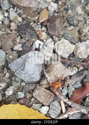 Tarantula-hawk Wasps and Allies (Pepsini Stock Photo - Alamy