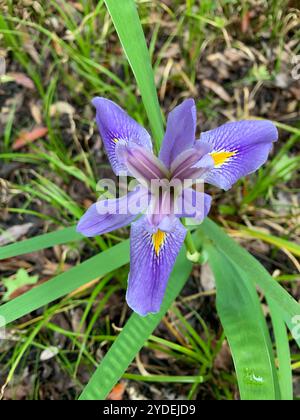 Prairie Iris (Iris savannarum Stock Photo - Alamy