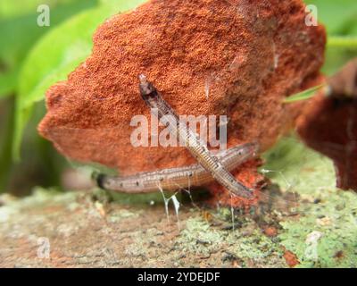 Predatory Fungus Gnats (Keroplatidae Stock Photo - Alamy