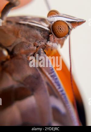 Orion Cecropian (Historis odius Stock Photo - Alamy