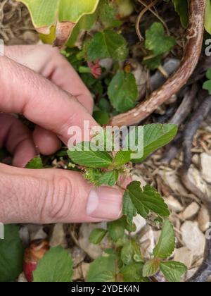 Field Copperleaf (Acalypha arvensis Stock Photo - Alamy