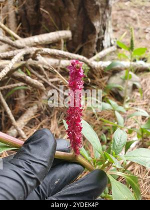 Inkweed (Phytolacca octandra Stock Photo - Alamy