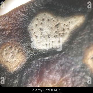 Mountain Laurel Leaf Spot (Mycosphaerella colorata Stock Photo - Alamy