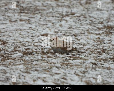 white-winged lark (Alauda leucoptera, Melanocorypha leucoptera ...