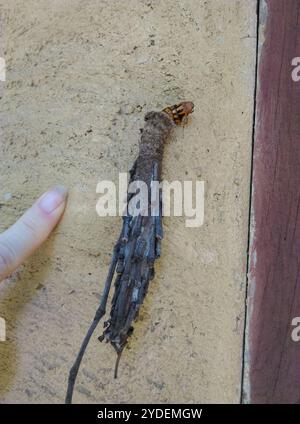 Saunder's Case Moth (Metura elongatus) Insecta Stock Photo - Alamy