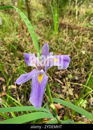 Prairie Iris (Iris savannarum Stock Photo - Alamy