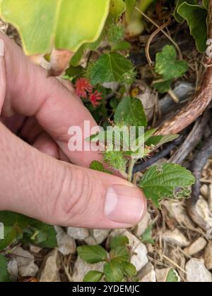 Field Copperleaf (Acalypha arvensis Stock Photo - Alamy