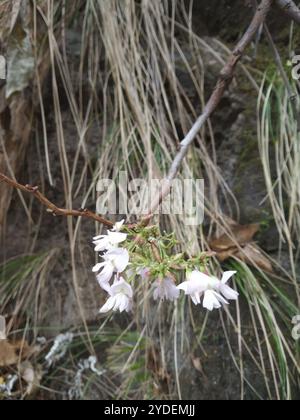 Ujjain Desmodium Tree (Ougeinia oojeinensis Stock Photo - Alamy