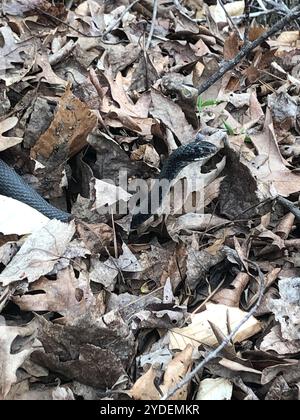 Northern Black Racer, Coluber constrictor constrictor, snake, North ...