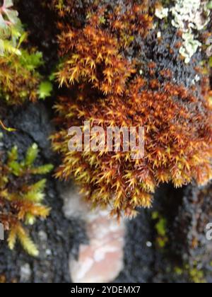 Papillose Bloom Moss (Schistidium papillosum Stock Photo - Alamy