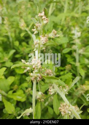Pennsylvania Cudweed (Gamochaeta pensylvanica Stock Photo - Alamy