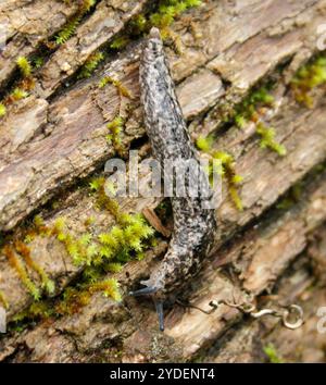 Carolina Mantleslug (Philomycus carolinianus Stock Photo - Alamy