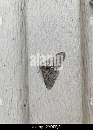 Half-wing Moth (Phigalia titea Stock Photo - Alamy