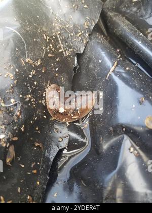 Florida Leatherleaf Slug (Leidyula floridana Stock Photo - Alamy