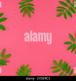 Green rowan tree leaves on bright pink background Stock Photo - Alamy
