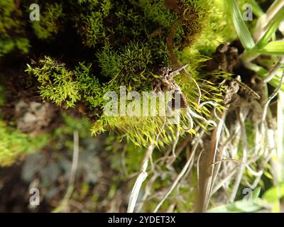 Green-tufted Stubble Moss (Weissia controversa Stock Photo - Alamy