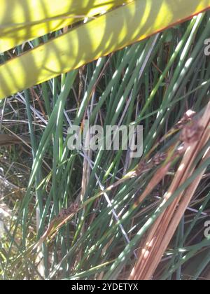 Common Twig Rush (Machaerina rubiginosa Stock Photo - Alamy