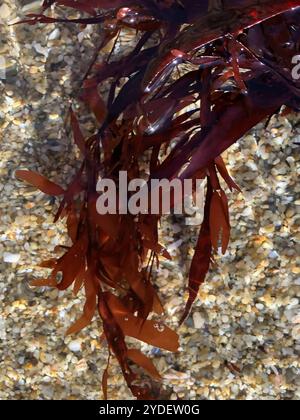 Bleach Weed (Prionitis sternbergii Stock Photo - Alamy