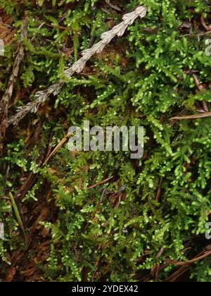 Bolander's claopodium moss (Claopodium bolanderi Stock Photo - Alamy