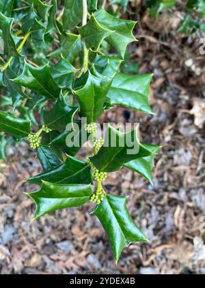 Chinese holly (Ilex cornuta Stock Photo - Alamy