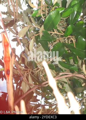 Jamaican caper (Quadrella cynophallophora Stock Photo - Alamy