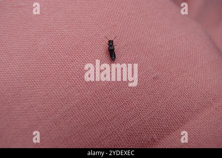 Spiny-legged Rove Beetles (Oxytelinae Stock Photo - Alamy