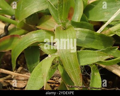 Hedgehog Woodrush (Luzula echinata Stock Photo - Alamy