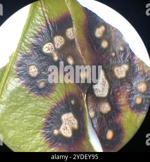 Mountain Laurel Leaf Spot (Mycosphaerella colorata Stock Photo - Alamy