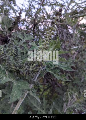 altamisa (Ambrosia arborescens Stock Photo - Alamy