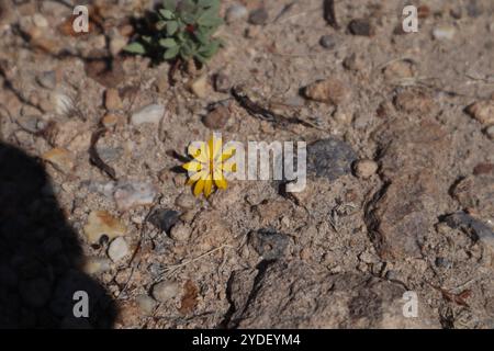 Spiny Goldenweed (Xanthisma spinulosum Stock Photo - Alamy