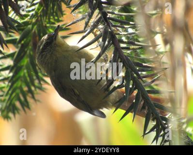 Olive Spinetail (Cranioleuca obsoleta Stock Photo - Alamy