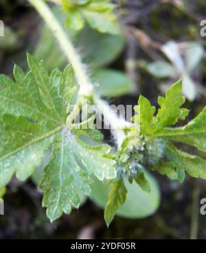 Carolina Bristlemallow (Modiola caroliniana Stock Photo - Alamy