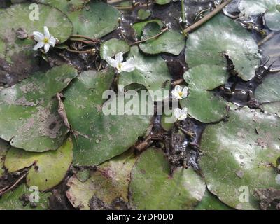crested floating-heart (Nymphoides hydrophylla Stock Photo - Alamy