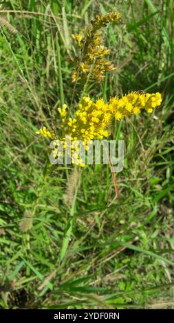 Anise Goldenrod (Solidago chilensis Stock Photo - Alamy
