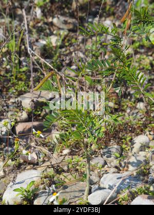 South African hoarypea (Tephrosia noctiflora Stock Photo - Alamy