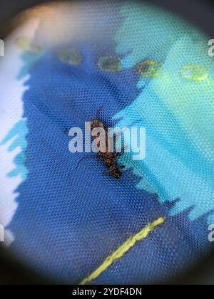 Small Winter Stoneflies (Capniidae Stock Photo - Alamy