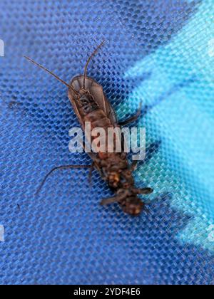 Small Winter Stoneflies (Capniidae Stock Photo - Alamy
