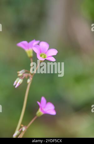 Soft focus of pink sorrel flowers blooming at a field in spring Stock ...