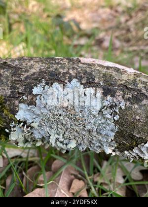 Speckled Shield Lichens (Punctelia Stock Photo - Alamy
