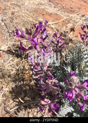 Woolly Locoweed (Astragalus mollissimus Stock Photo - Alamy