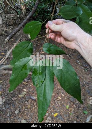 Kamala (Mallotus philippensis Stock Photo - Alamy