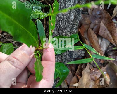 Variable Muttonwood (Myrsine variabilis Stock Photo - Alamy