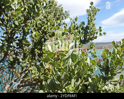 Cape Sumach (Colpoon compressum Stock Photo - Alamy