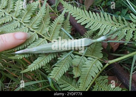 Ringbarker Stick Insect (Podacanthus wilkinsoni Stock Photo - Alamy