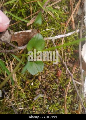 Confederate violet (Viola sororia priceana Stock Photo - Alamy