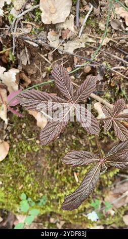 buckeyes and horse-chestnuts (Aesculus Stock Photo - Alamy